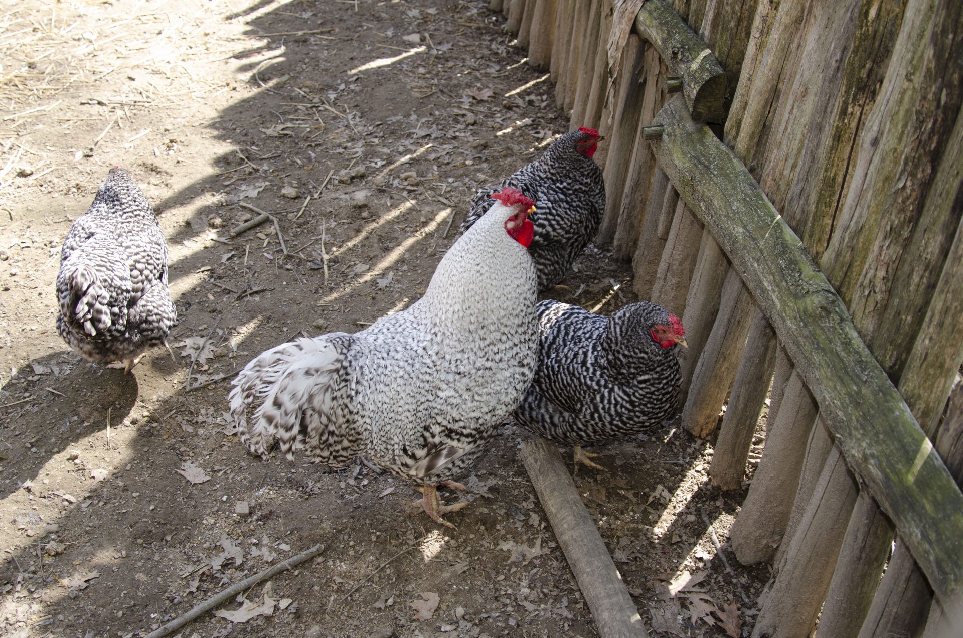 Living Historical Farm comes to life at Lincoln Memorial - Spencer ...